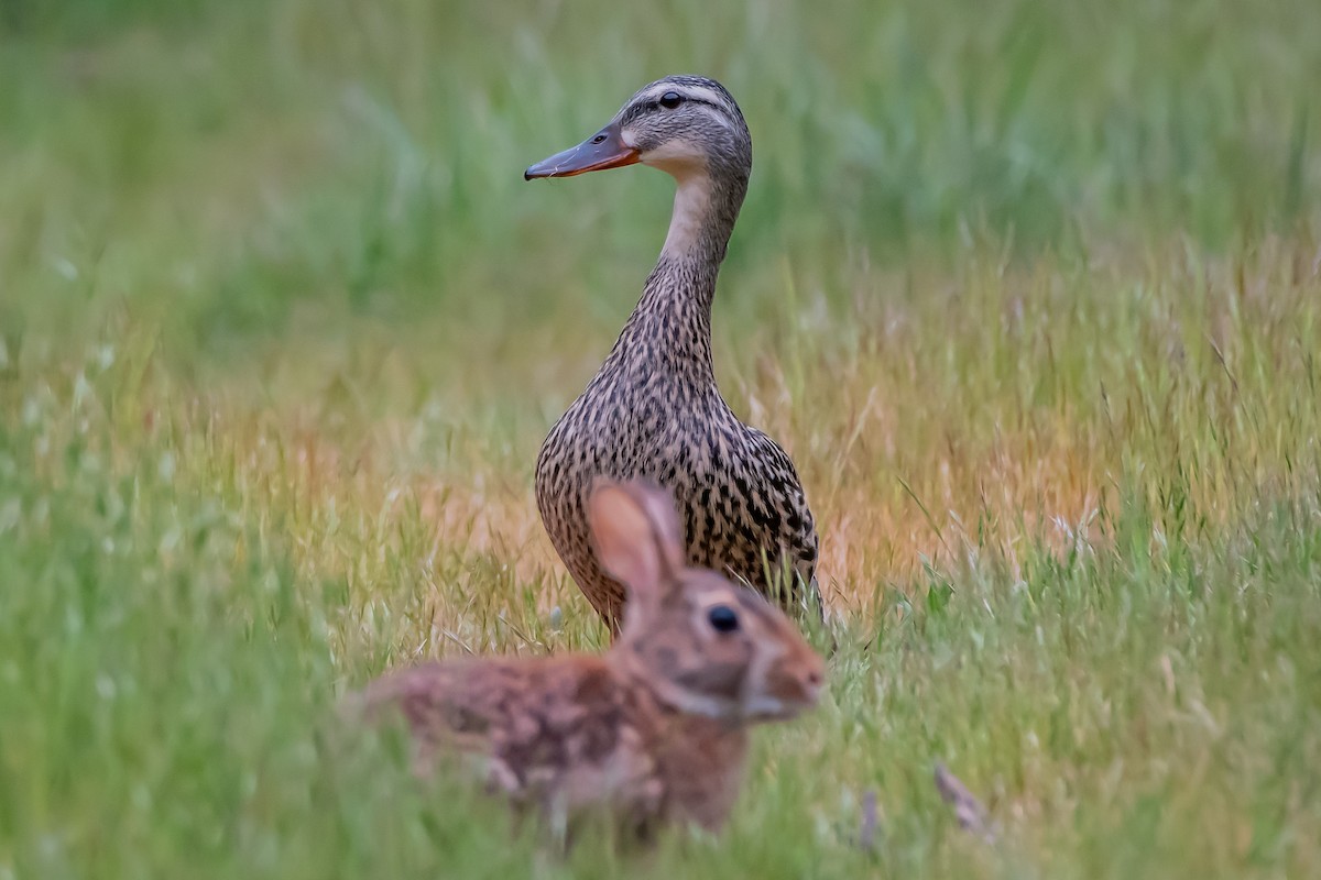 eBird Checklist - 21 May 2025 - My Yard Lakebay - 31 species