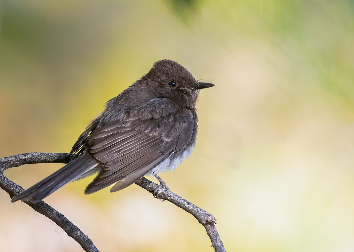 ML636272469 - Black Phoebe - Macaulay Library