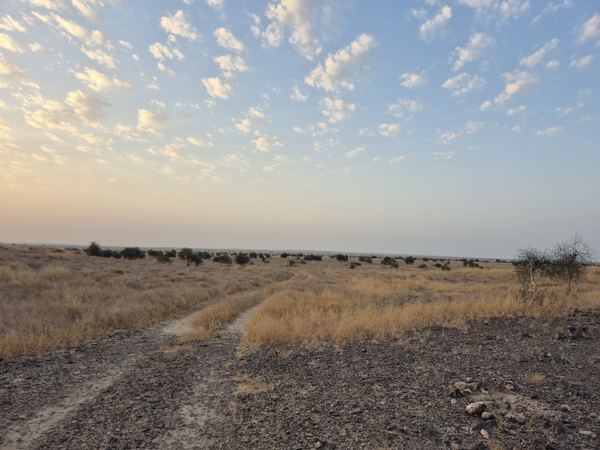 ML636279229 - Habitat: Sudasari Enclosure Habitat - Macaulay Library