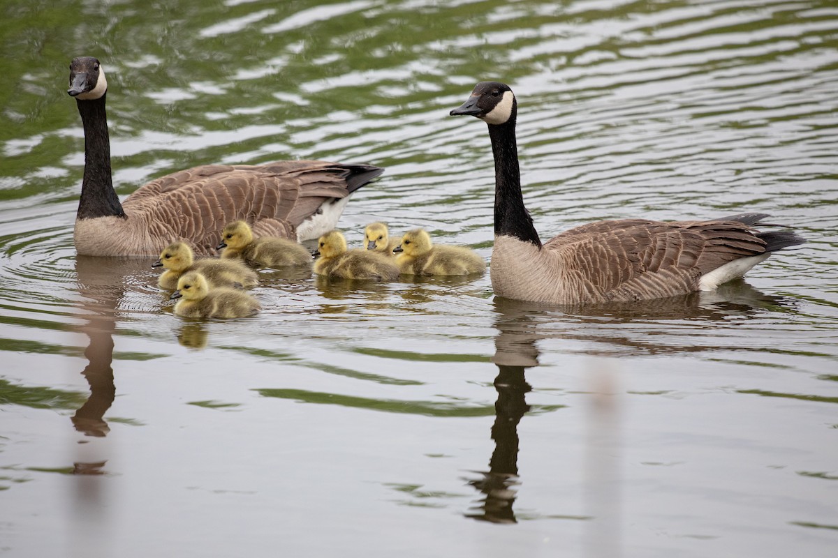 eBird Checklist - 17 May 2025 - Parc Angrignon - 34 species