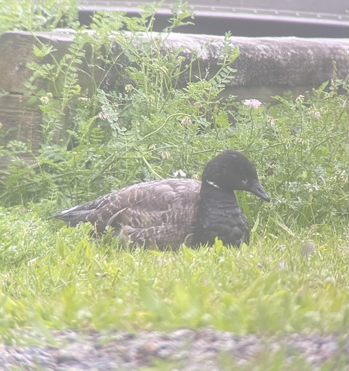 eBird Checklist - 22 May 2025 - Peace Valley Park (IBA) - 47 species