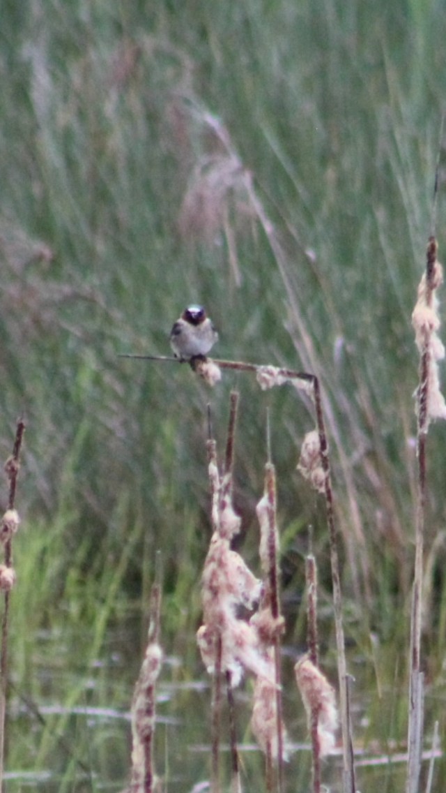 Pennsylvania Bird Atlas Checklist - 22 May 2025 - Swamp Road, Duryea ...