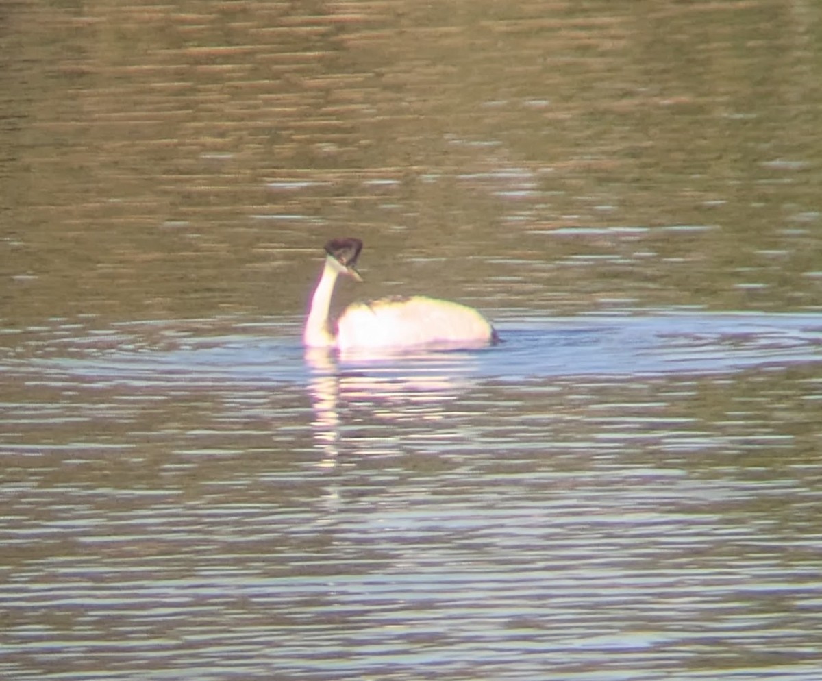 eBird Checklist - 22 May 2025 - Riparian Preserve at Gilbert Water ...