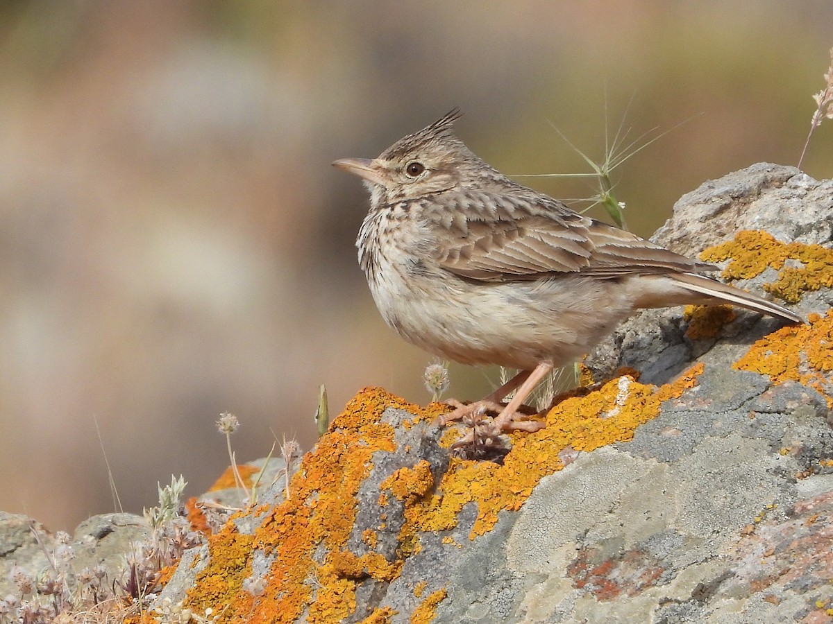 eBird Checklist - 29 Apr 2025 - Διαδρομή από Μελάδια προς Ερεσό ...