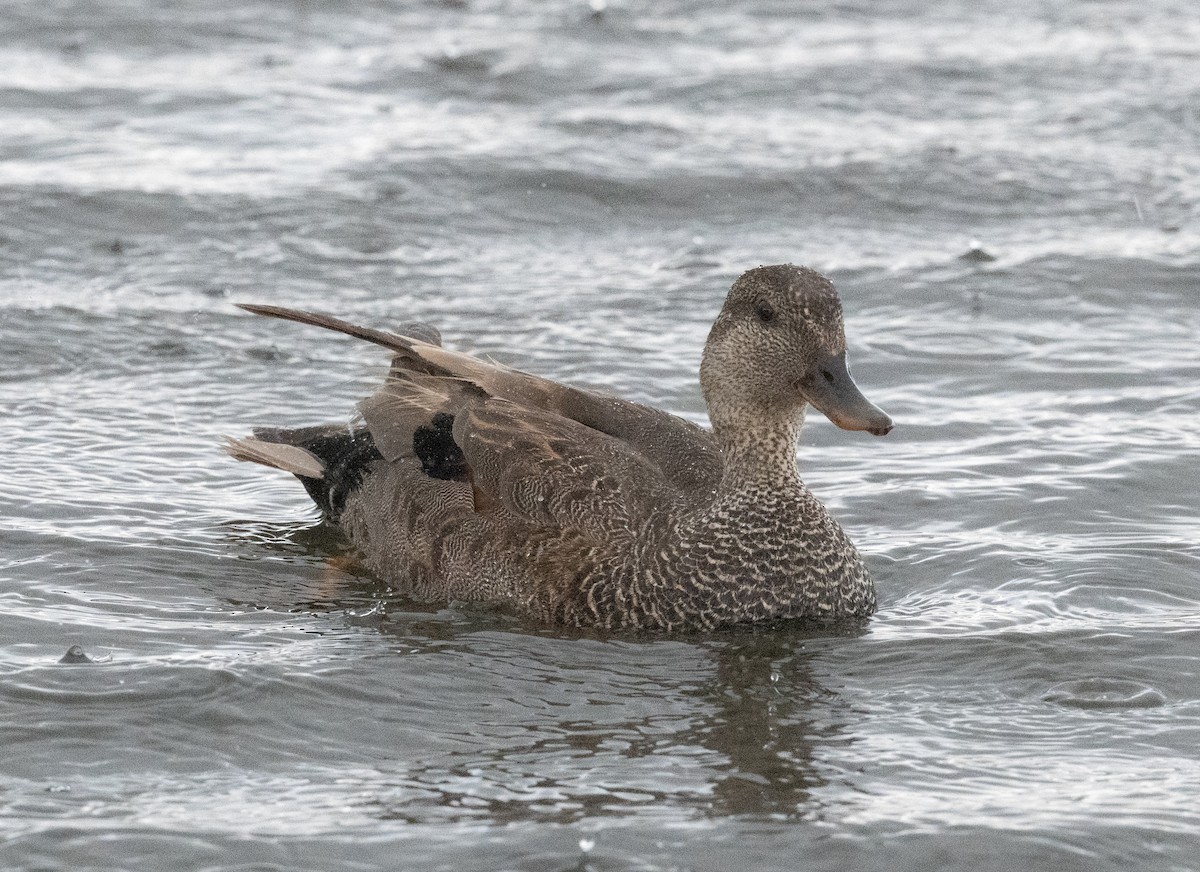 eBird Checklist - 22 May 2025 - Malheur NWR--Headquarters - 42 species