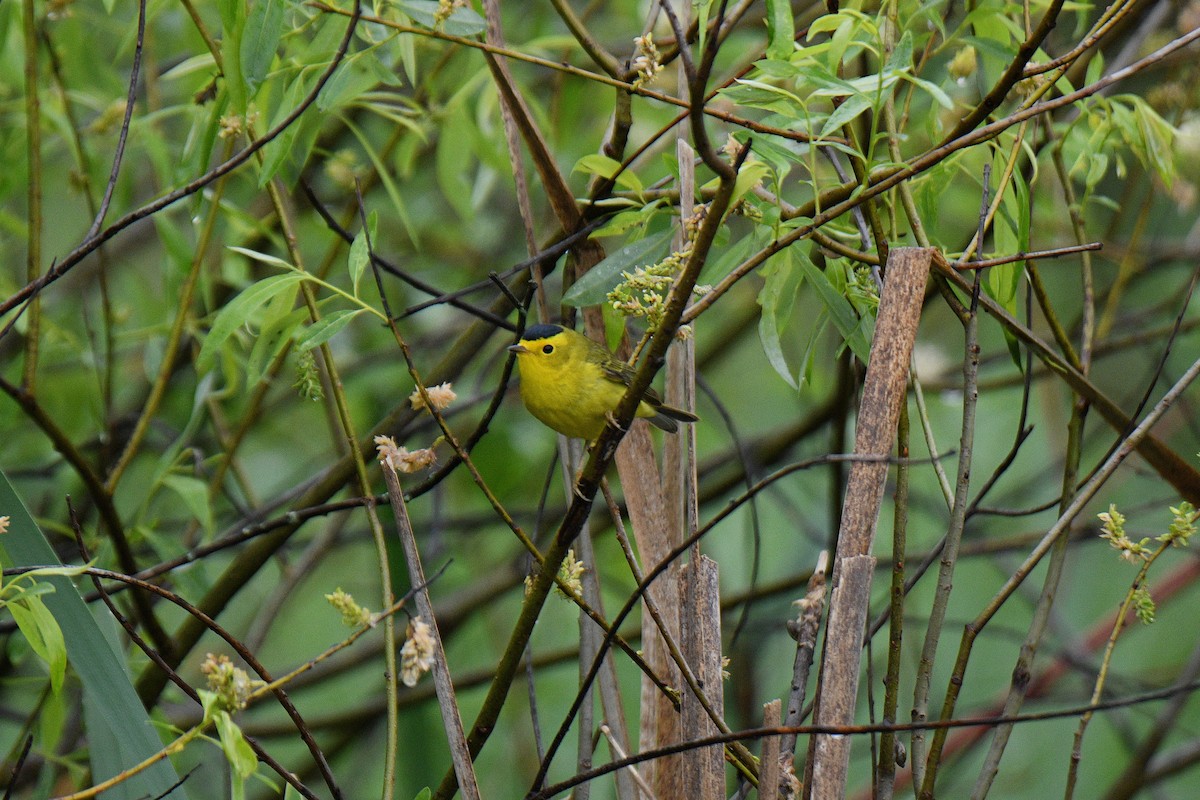 eBird Checklist - 22 May 2025 - Spring Brook Wetlands at Springport ...