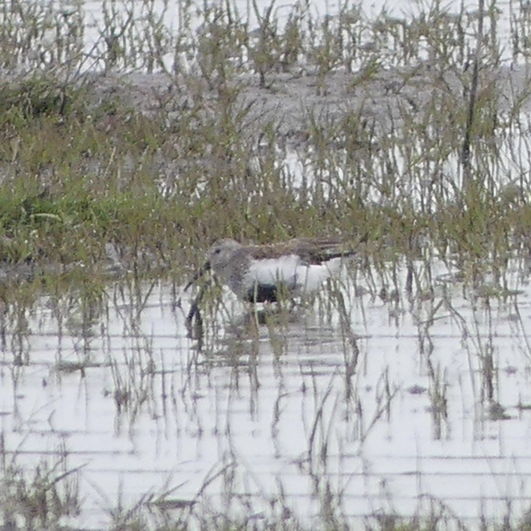 eBird Checklist - 22 May 2025 - Tualatin River NWR - 52 species