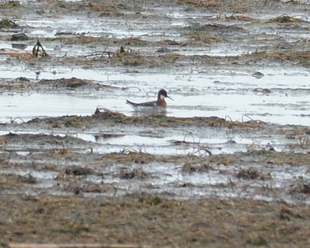 eBird Checklist - 22 May 2025 - Montezuma NWR--Main Pool - 25 species