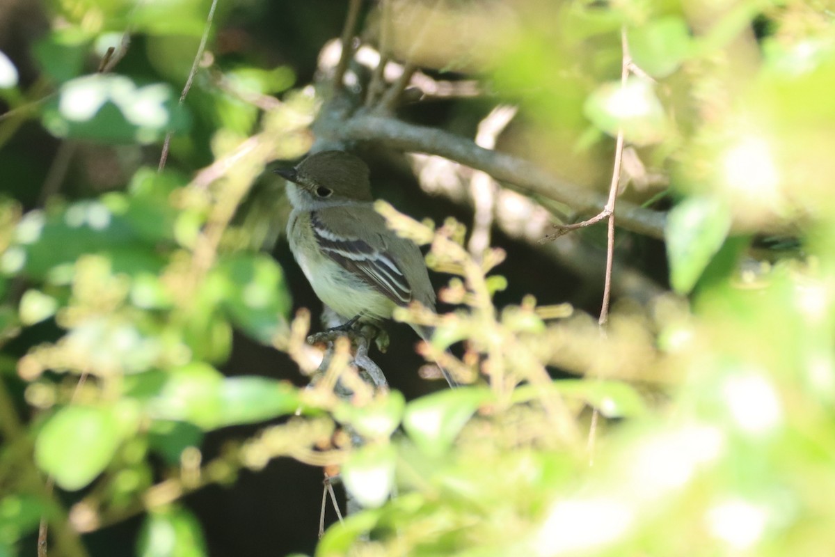 eBird Checklist - 22 May 2025 - Mount Trashmore Park - 31 species