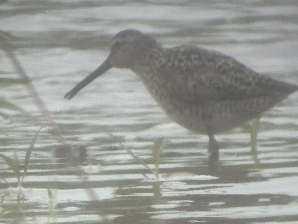 eBird Checklist - 22 May 2025 - Spruce Run Recreation Area - 53 species