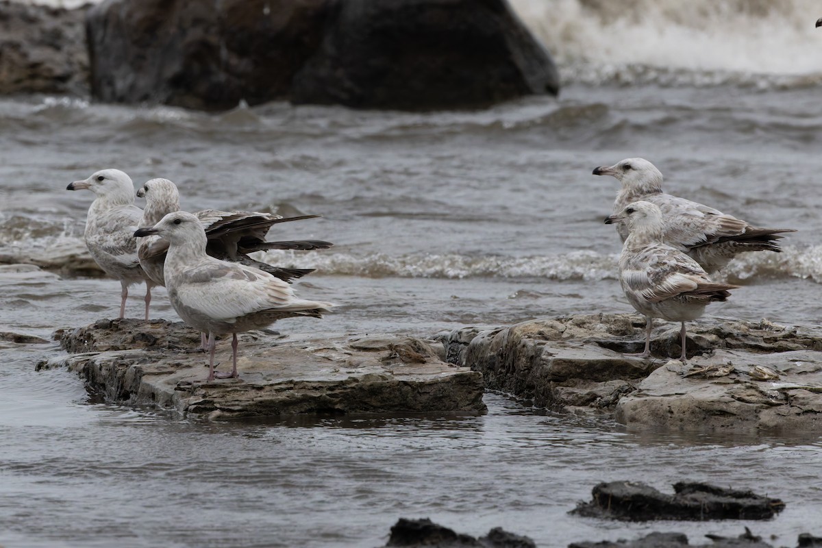 eBird Checklist - 22 May 2025 - Kettle Point - 52 species (+5 other taxa)