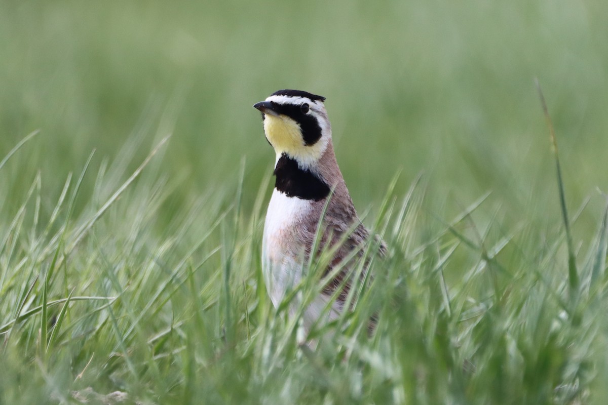 eBird Checklist - 15 May 2025 - National Elk Refuge - 14 species