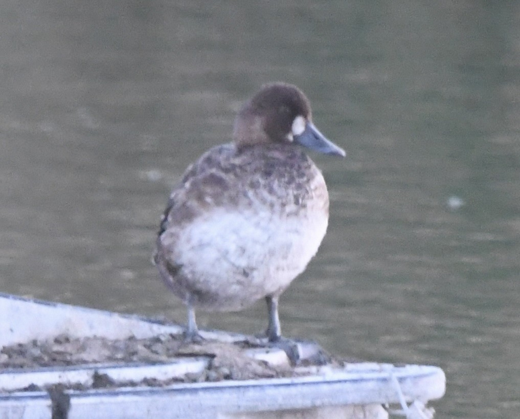 eBird Checklist - 22 May 2025 - Arthur Pack Regional Park - 46 species ...