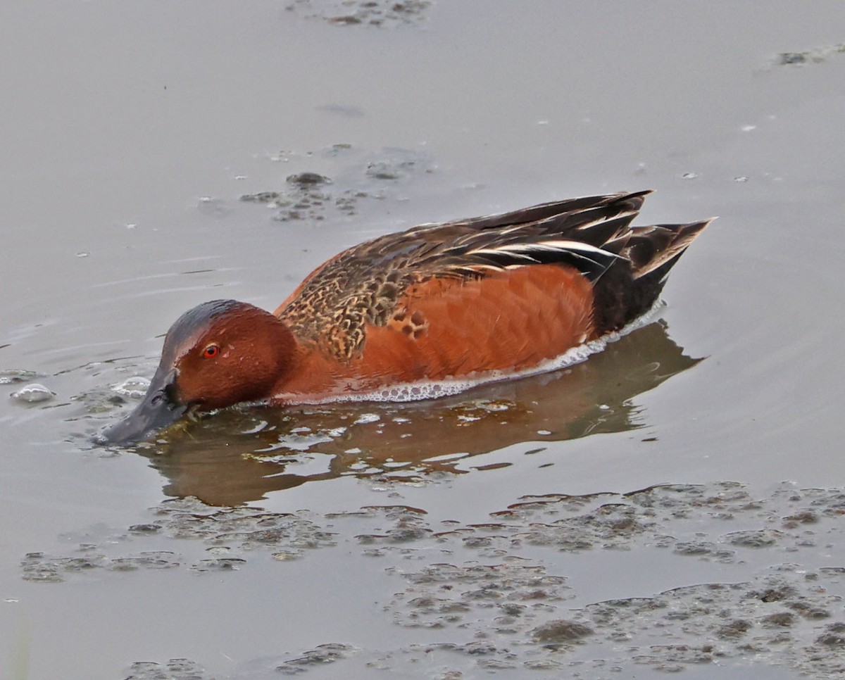 eBird Checklist - 22 May 2025 - IRWD San Joaquin Marsh & Wildlife ...