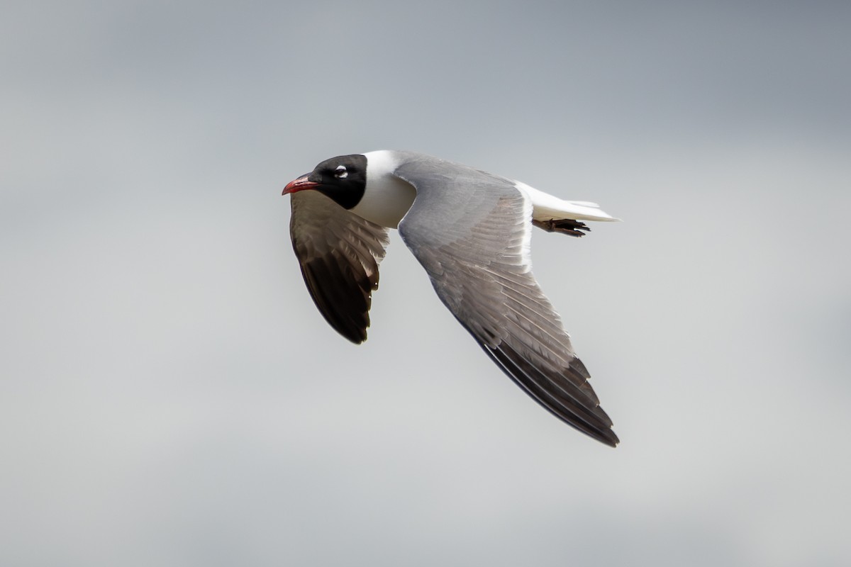 eBird Checklist - 22 May 2025 - Havilland Bay - 13 species