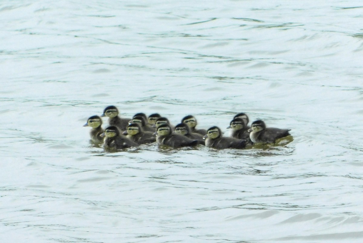 eBird Checklist - 22 May 2025 - Spruce Run Recreation Area - 78 species ...