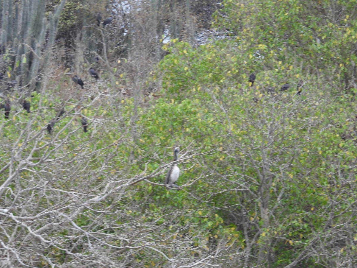eBird Checklist - 18 May 2025 - Archipiélago Los Testigos - Isla Iguana ...