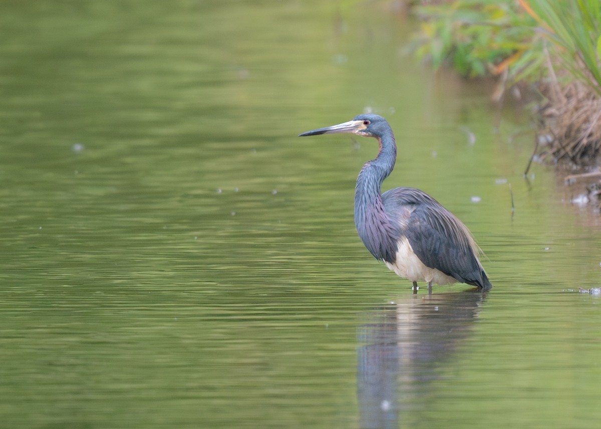 eBird Checklist - 22 May 2025 - Hebron Fish Hatchery and Wetlands - 1 ...