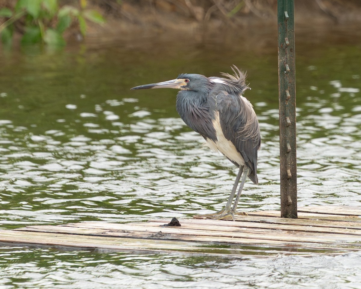 eBird Checklist - 22 May 2025 - Hebron Fish Hatchery and Wetlands - 32 ...