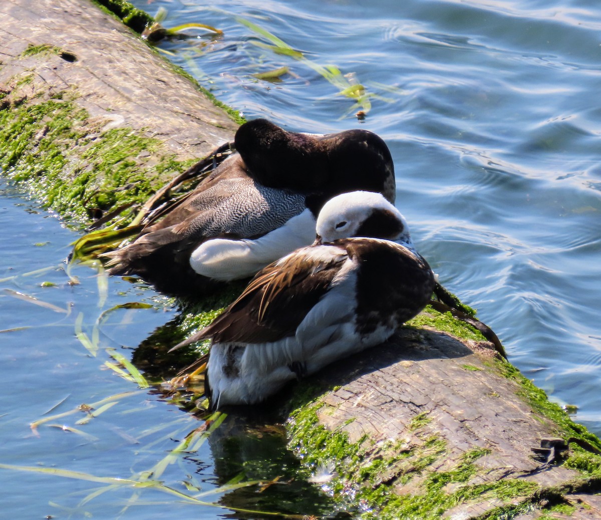 ML636319382 - Long-tailed Duck - Macaulay Library
