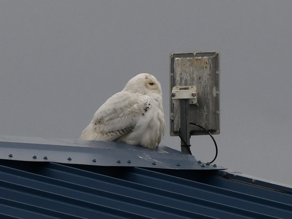 eBird Checklist - 22 May 2025 - MBS International Airport, Freeland US ...