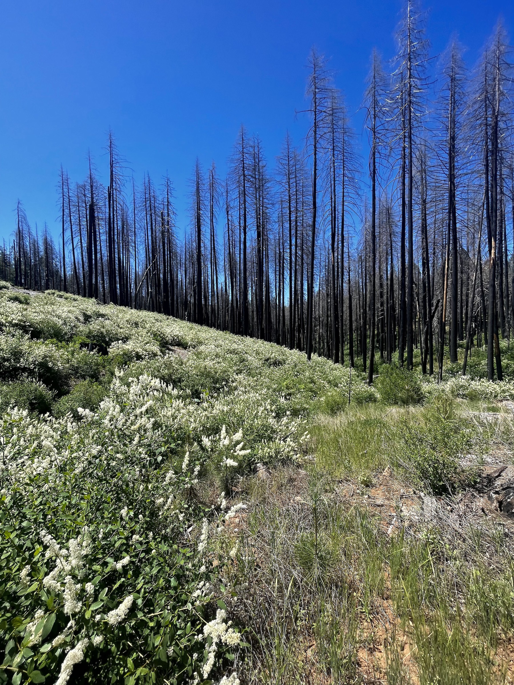 Flemming Meadow Park - El Dorado, California, US - Birding Hotspots