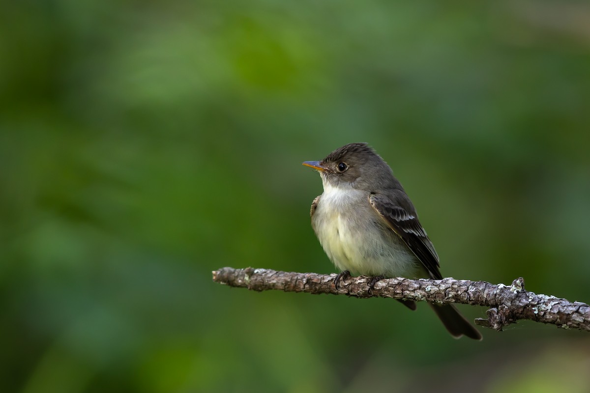 eBird Checklist - 22 May 2025 - Donnelley WMA (partial fall and winter ...