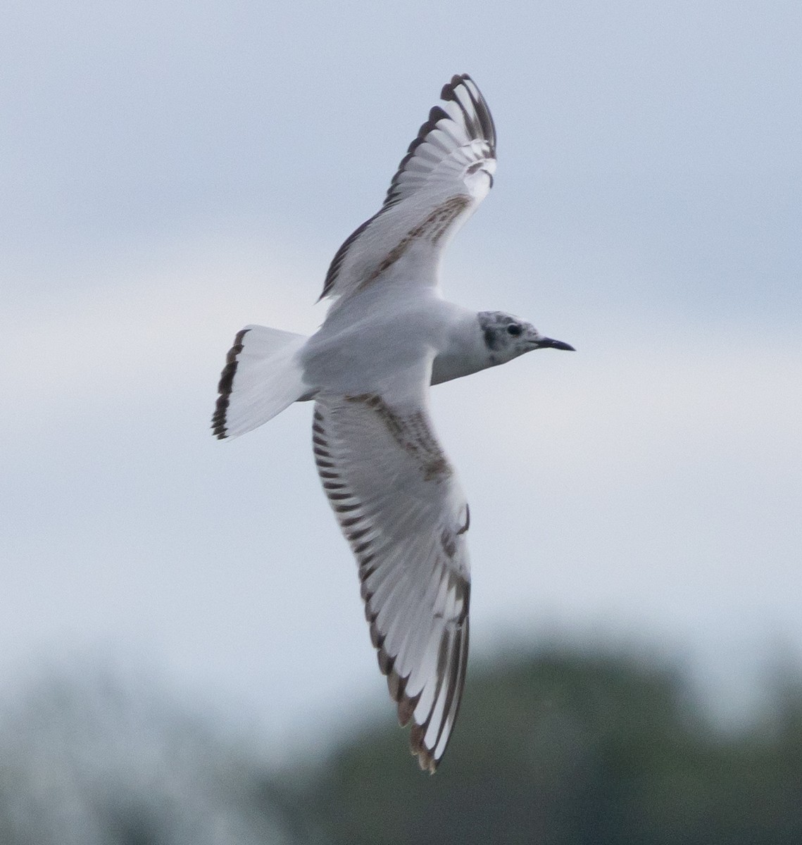 eBird Checklist - 22 May 2025 - 123 Ems C17 Ln, Warsaw US-IN 41.28194 ...