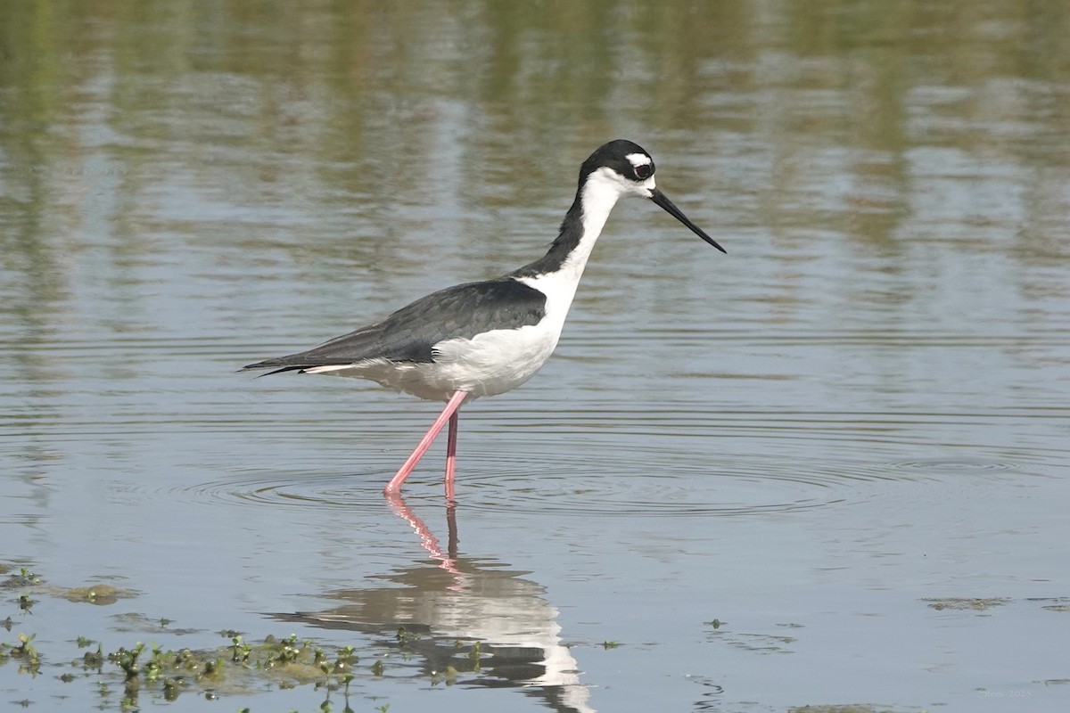 eBird Checklist - 22 May 2025 - IRWD San Joaquin Marsh & Wildlife ...