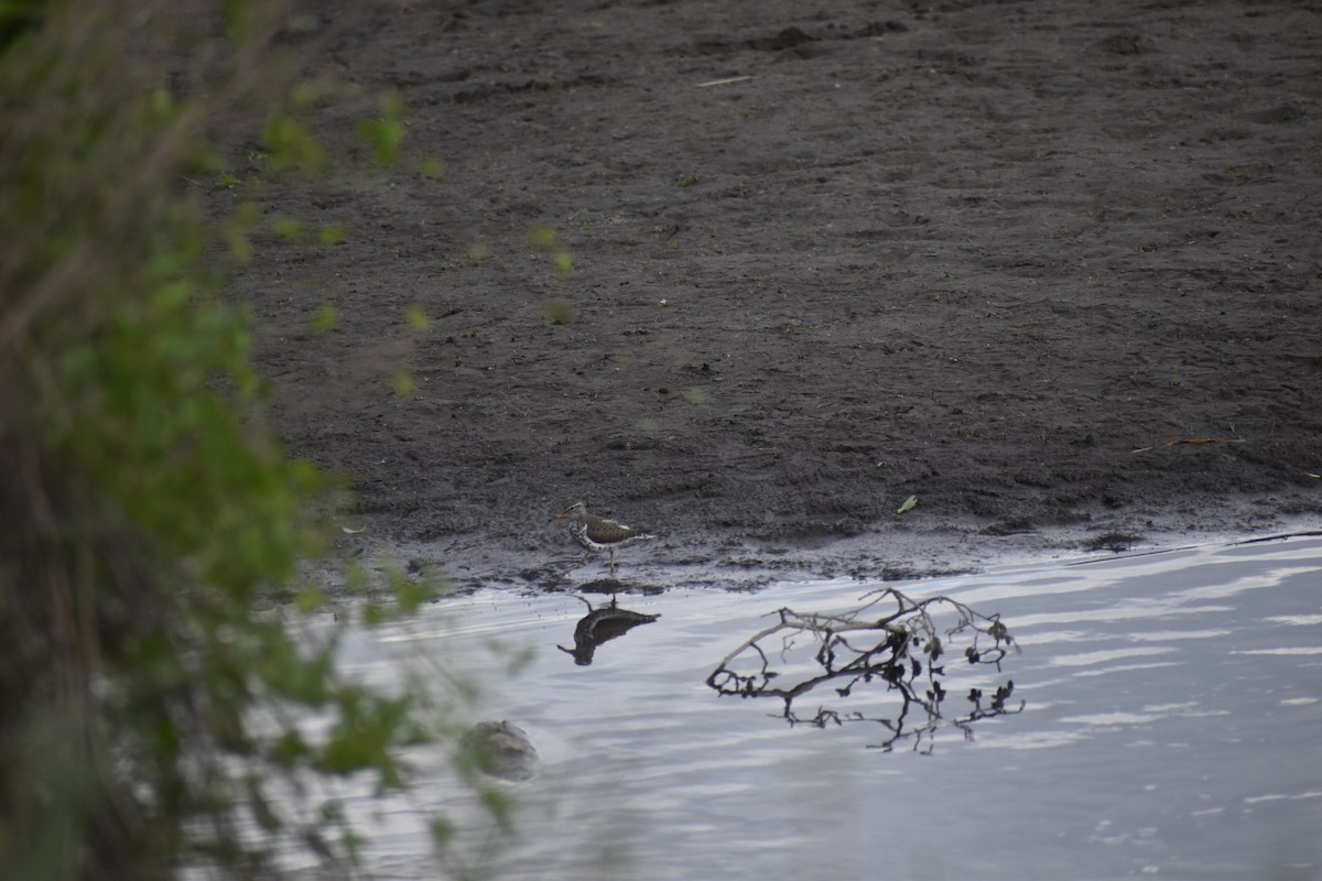 eBird Checklist - 20 May 2025 - Tucannon HMU - North side, hike to cove ...
