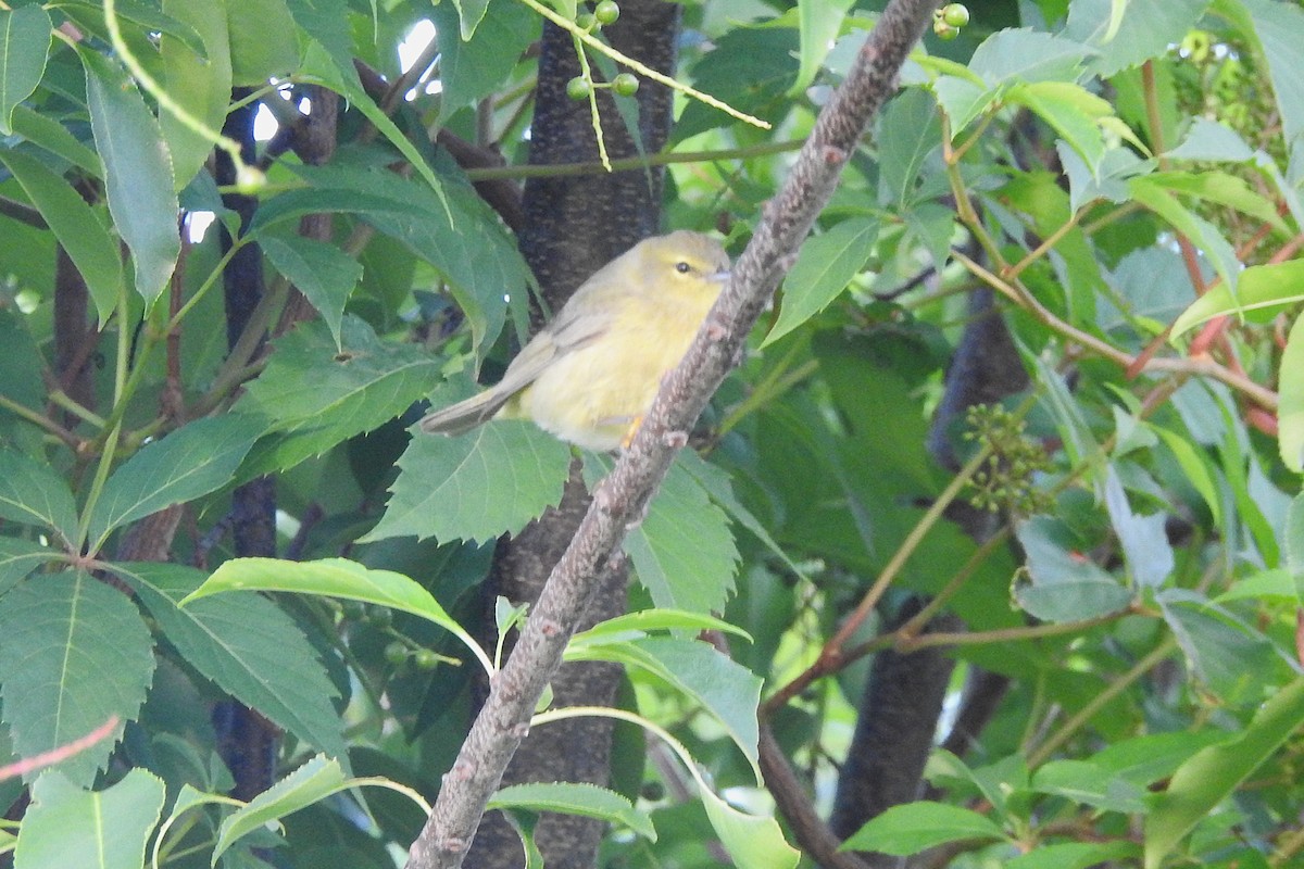 eBird Checklist - 23 May 2025 - Lambert's Point - 35 species