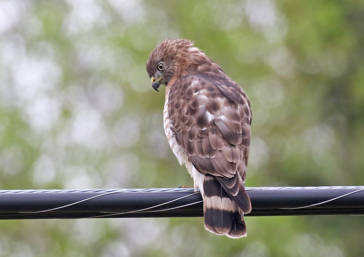 ML636345607 - Broad-winged Hawk - Macaulay Library