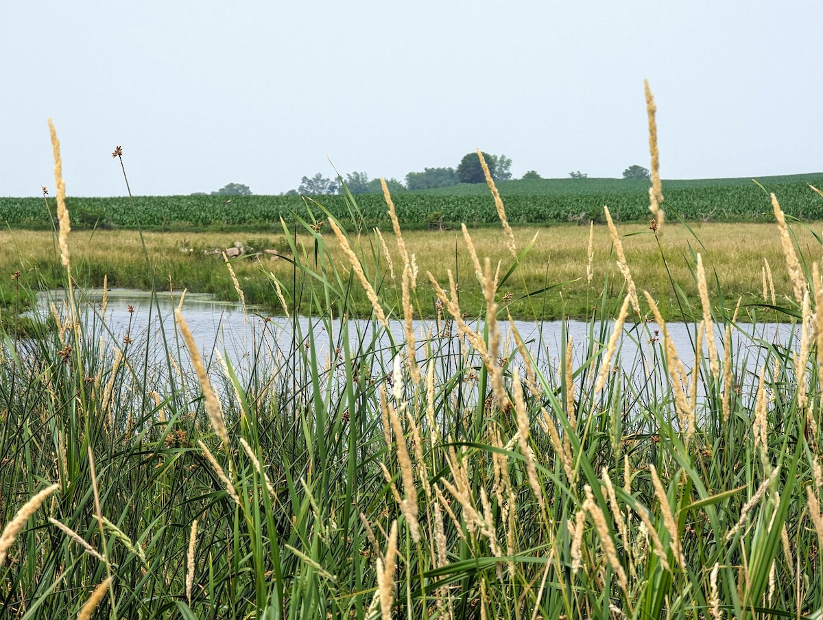 400th St./Hammond Ave. marsh--north of road (private property ...