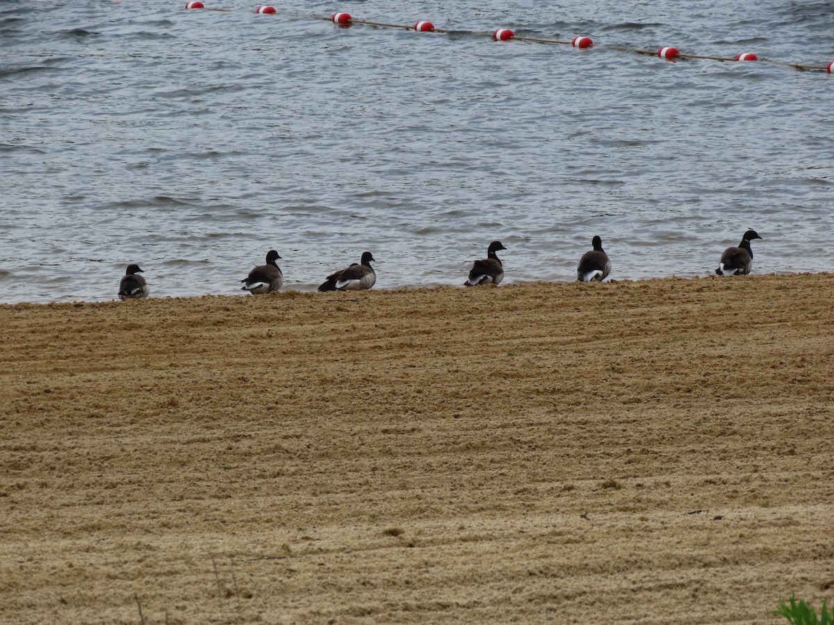 Pennsylvania Bird Atlas Checklist - 23 May 2025 - Beltzville SP--Day Use Area - 16 species