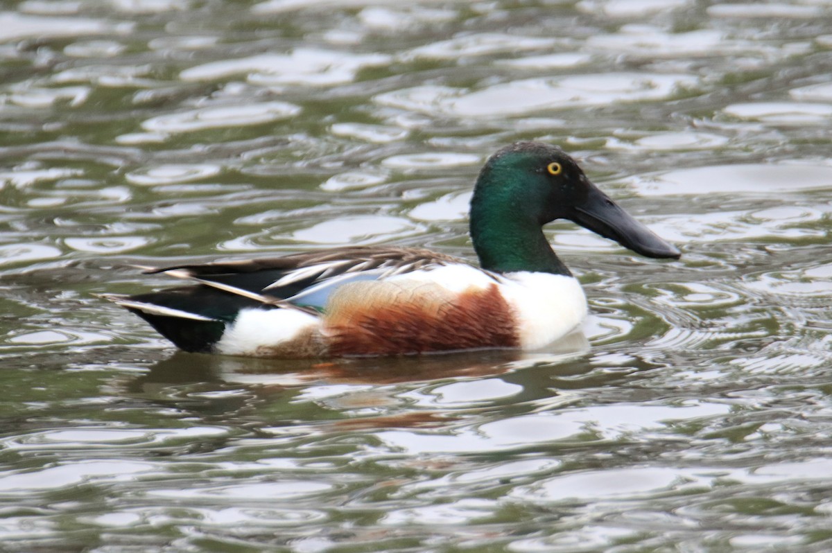 eBird Checklist - 22 May 2025 - Lake Decatur--Hot Water Ditch - 1 species