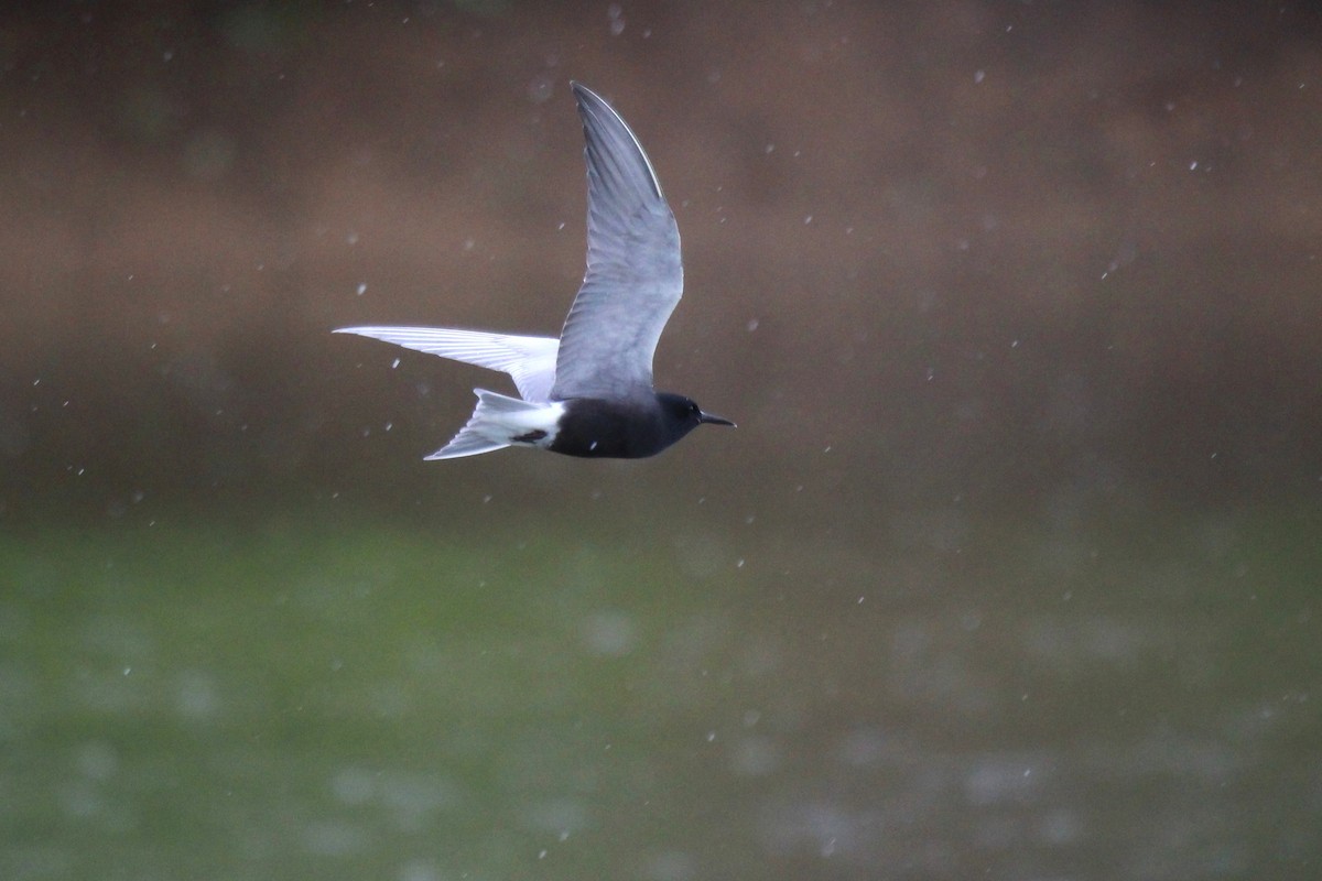 Pennsylvania Bird Atlas Checklist - 22 May 2025 - Antrim Commons Dr ...