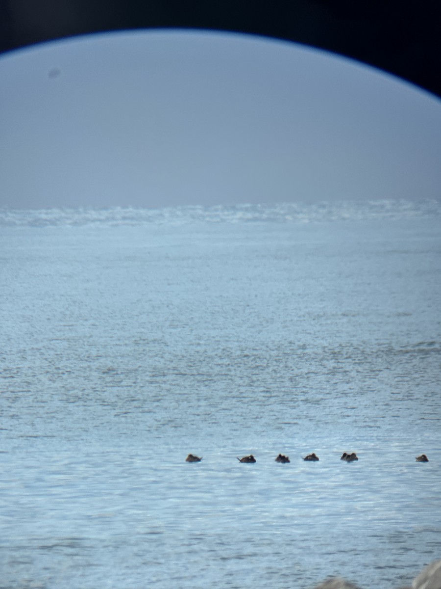 eBird Checklist - 23 May 2025 - Illinois Beach SP--North Unit/Camp ...