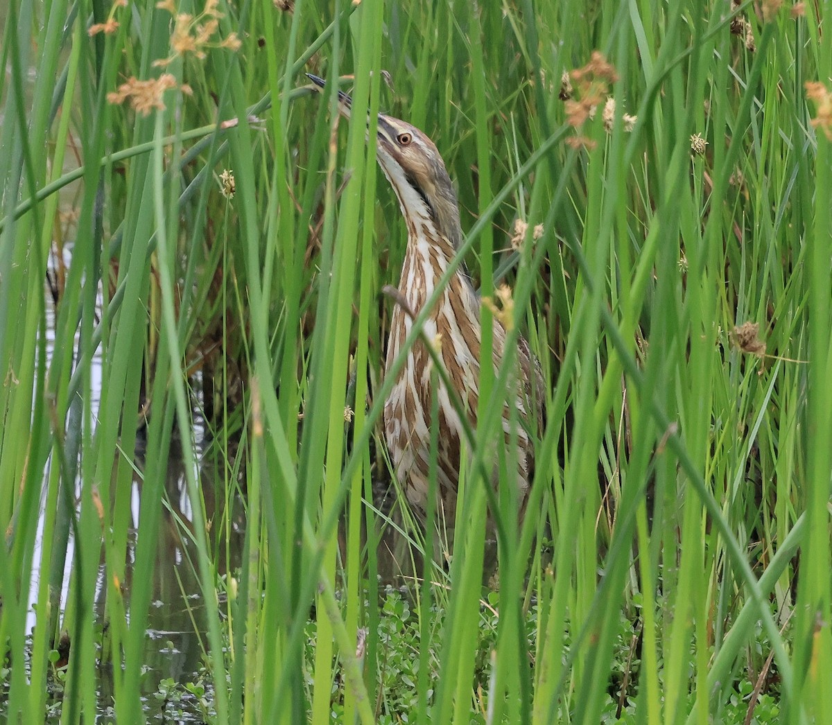 eBird Checklist - 23 May 2025 - IRWD San Joaquin Marsh & Wildlife ...