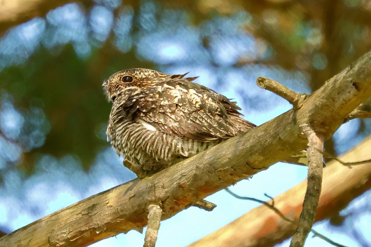 eBird Checklist - 23 May 2025 - Hill 'N Dale Preserve (limited access) - 42 species