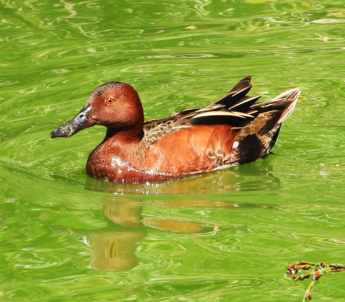 eBird Checklist - 23 May 2025 - Oso Flaco Lake (not for beach/ocean ...