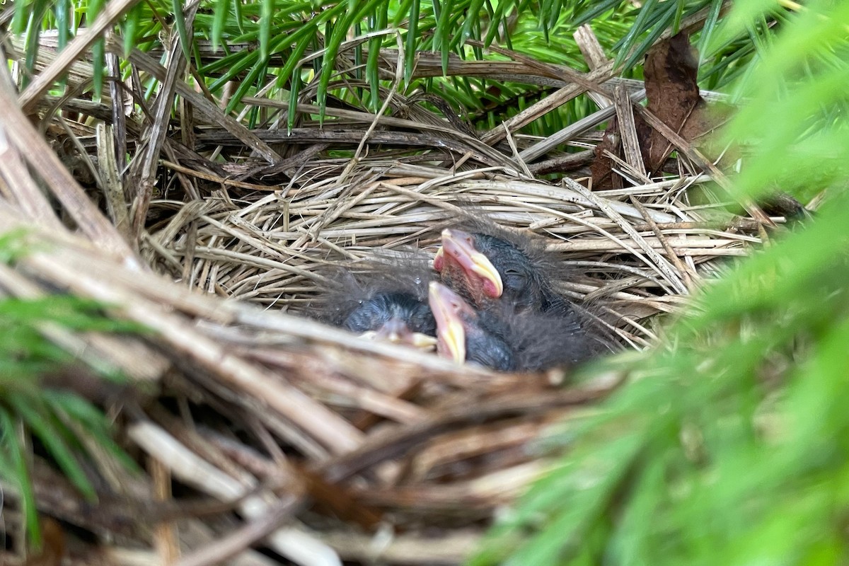 eBird Checklist - 23 May 2025 - Ketchikan--Mountain Point - 29 species