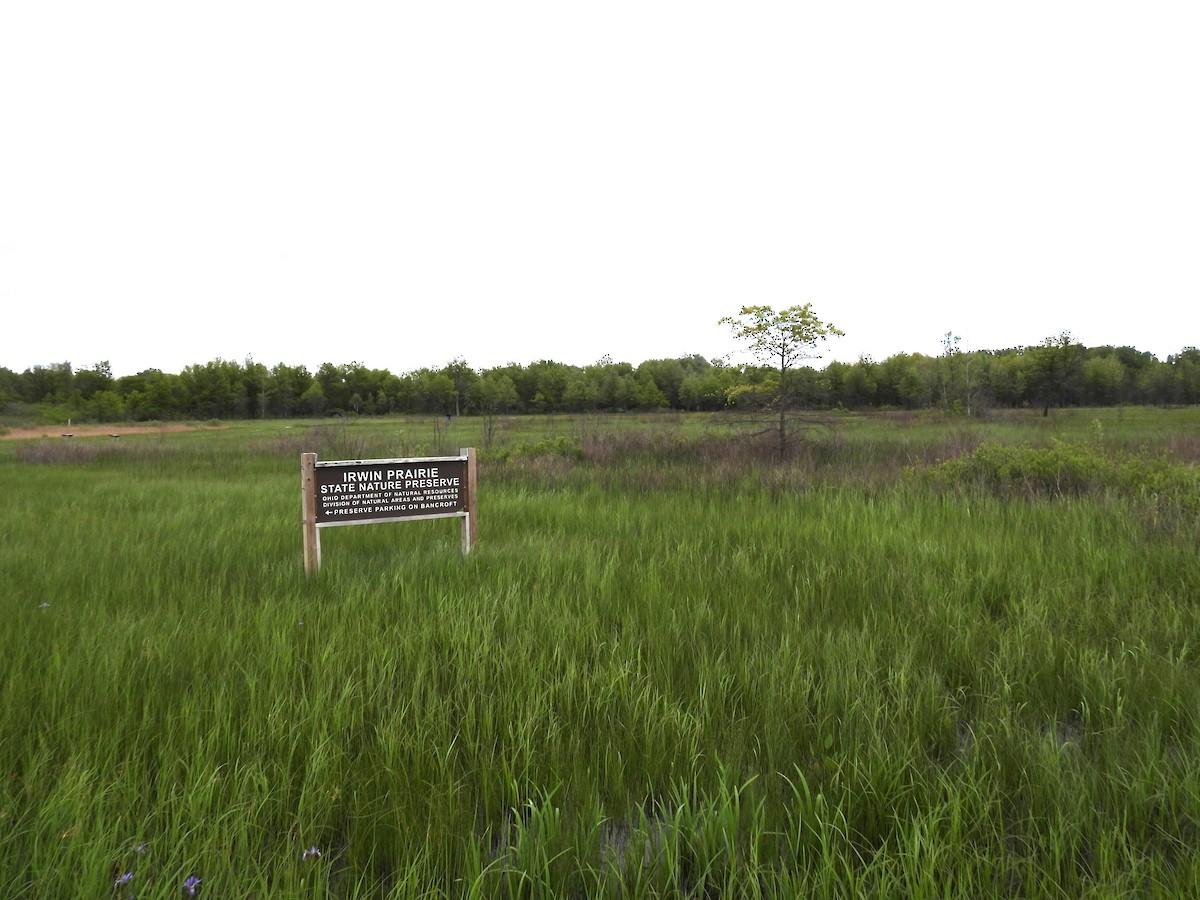 Irwin Prairie State Nature Preserve - Lucas, Ohio, US - Birding Hotspots