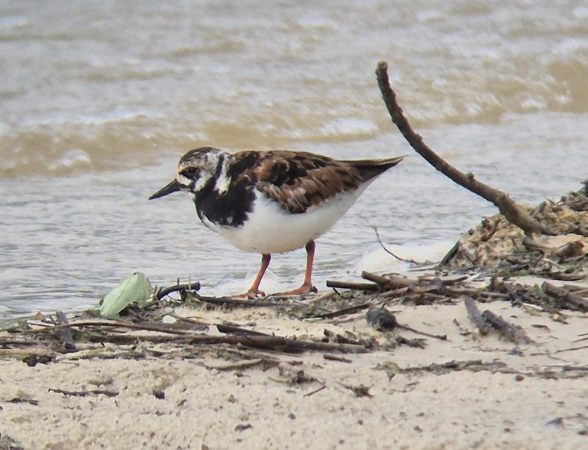 eBird Checklist - 23 May 2025 - Yellow Creek SP (IBA) - 3 species