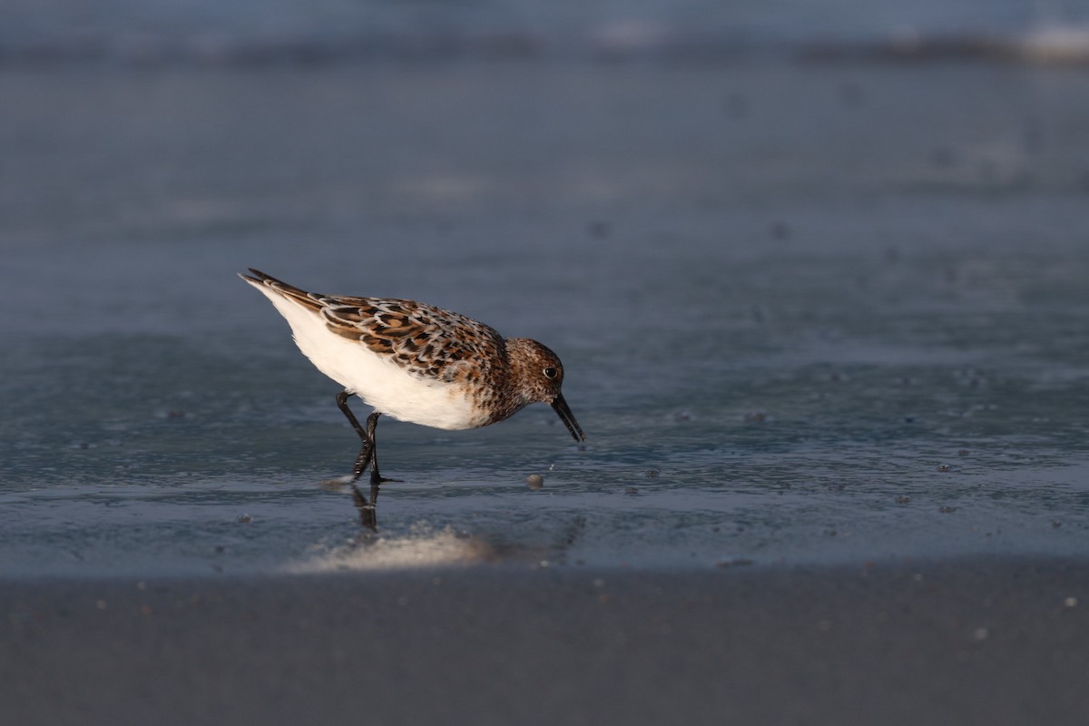 eBird Checklist - 22 May 2025 - Anastasia SP - 17 species (+1 other taxa)