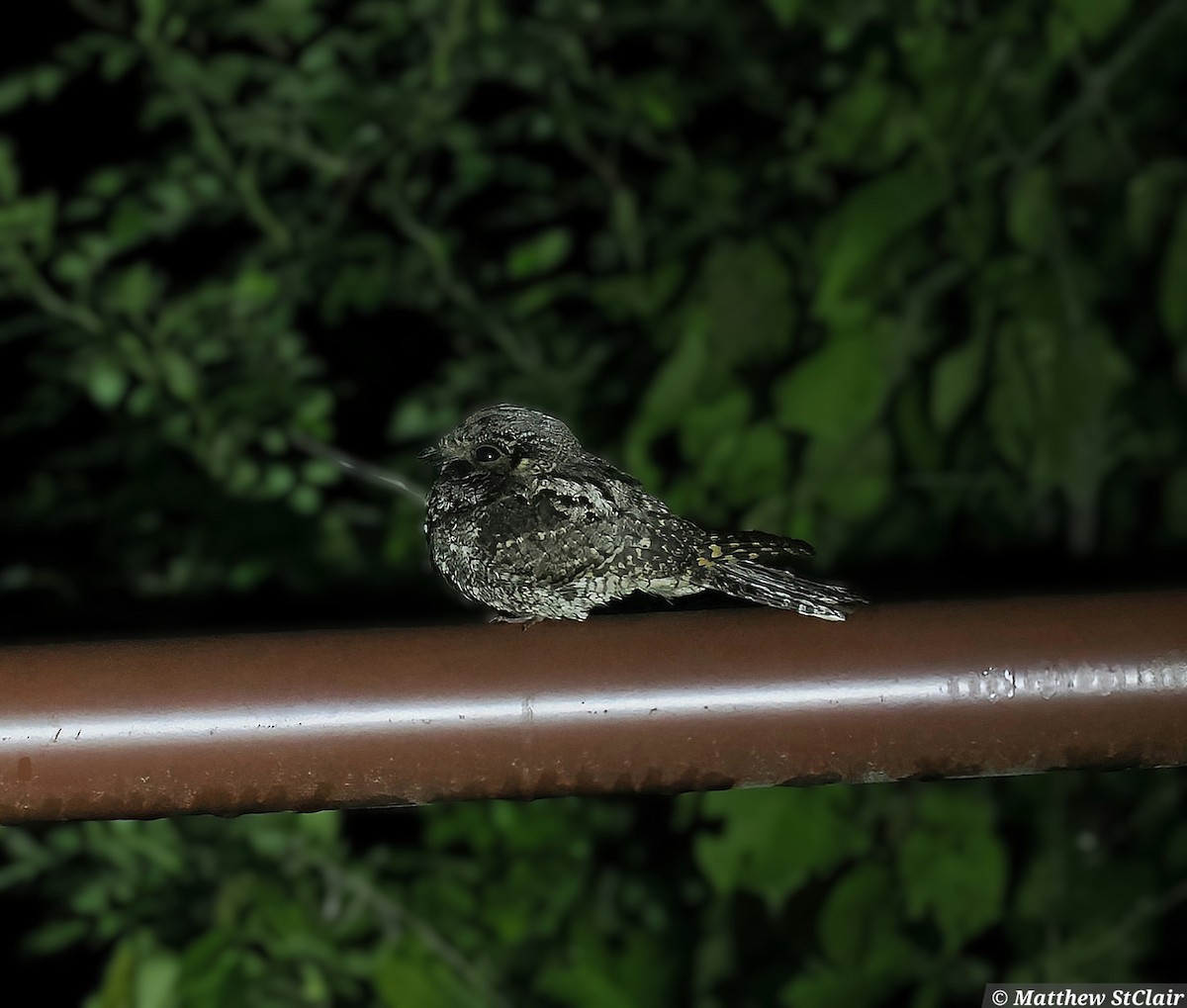 Pennsylvania Bird Atlas Checklist - 23 May 2025 - Scotia Barrens (IBA ...