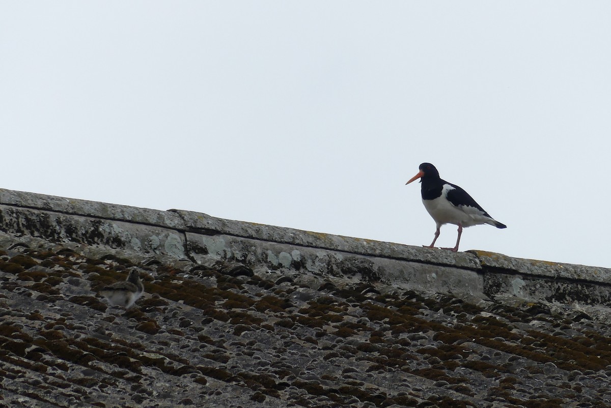 eBird Checklist - 24 May 2025 - Copperhouse Pool - 10 species