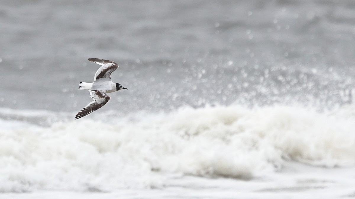 ML636397548 - Little Gull - Macaulay Library