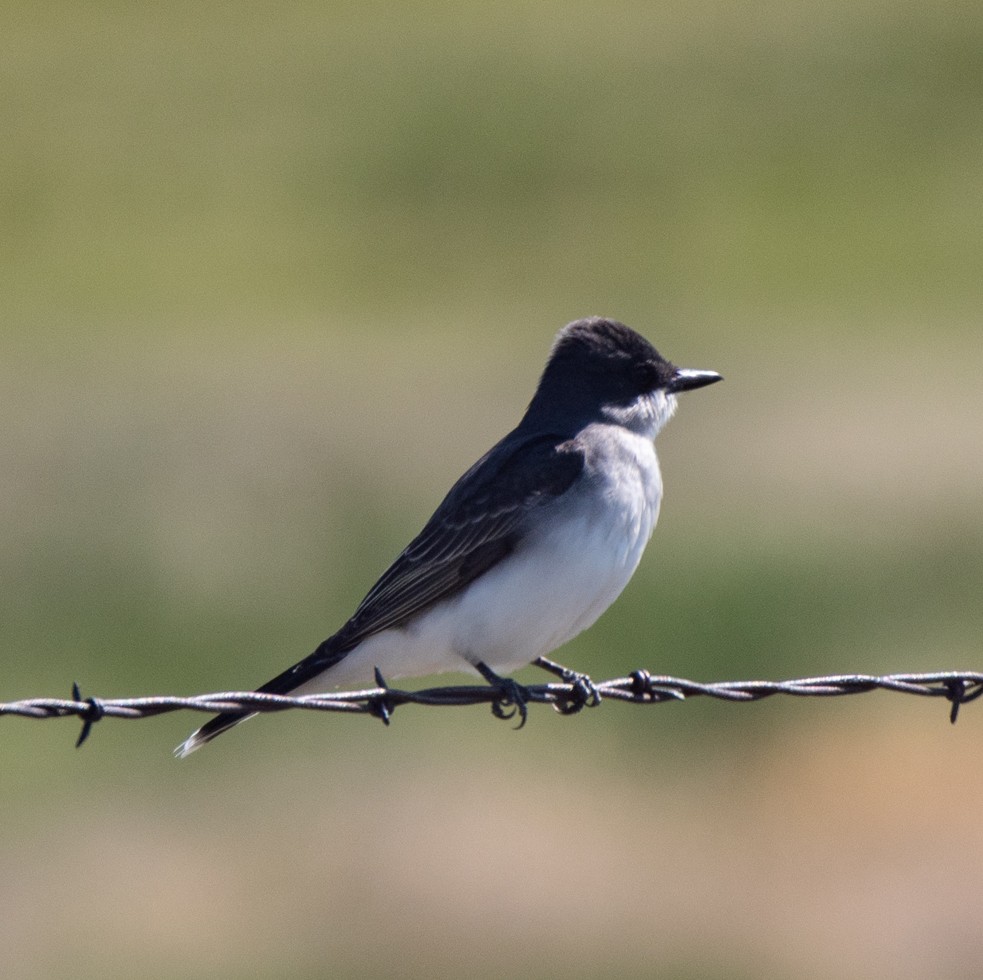 eBird Checklist - 22 May 2025 - Pawnee NG Bird Tour--Stops 1-4 and ...