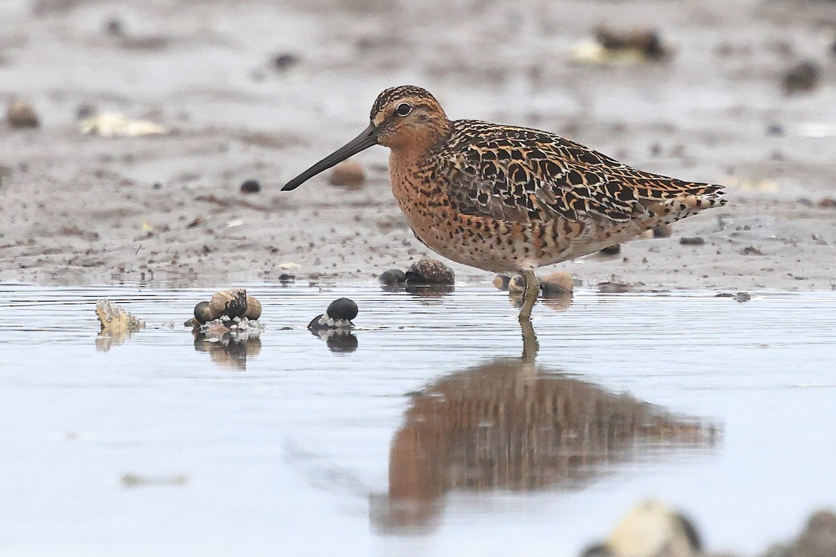 ML636398647 - Short-billed Dowitcher (hendersoni) - Macaulay Library