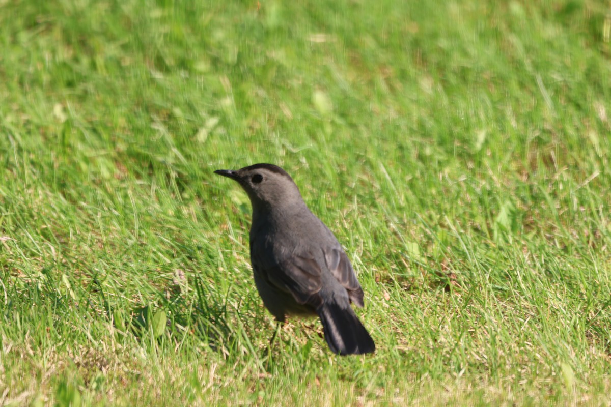 eBird Checklist - 24 May 2025 - SE33-3-12W yard - 16 species